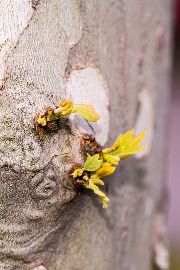 First Green Shoots of Spring on a Tree Trunk Stock Image - Image of ...