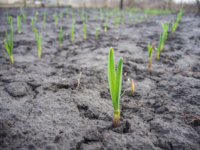 The First Green Shoots Sprouting from Wet Soil Stock Photo - Image of ...