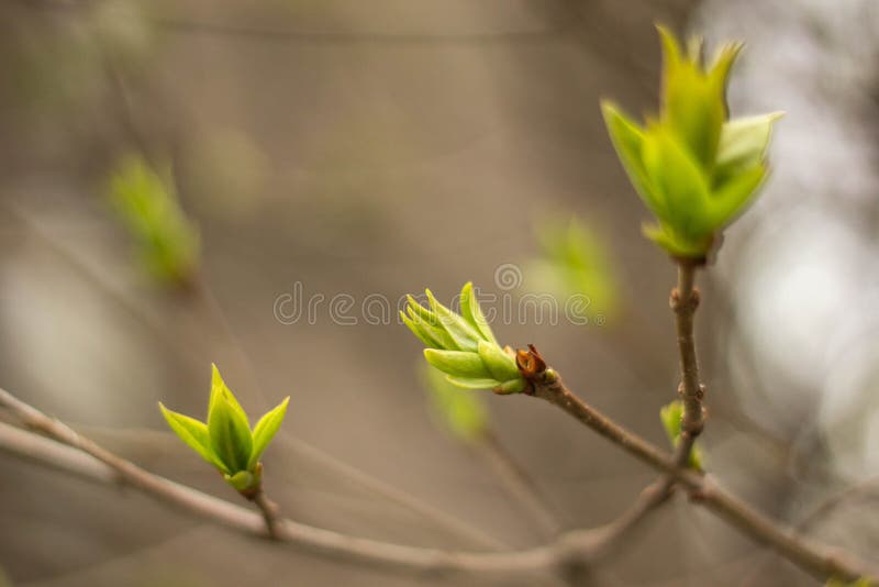 First green spring buds stock photo. Image of decoration - 176425384