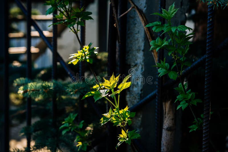 First Green Spring Leaves in the Sunlight Stock Photo - Image of garden ...