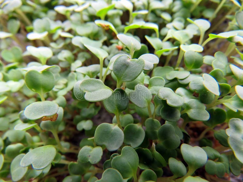 The first shoots of plants stock photo. Image of development - 114343234