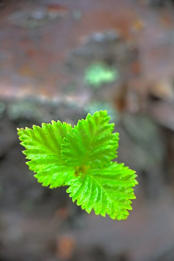 First Green Sprout of Spring Stock Photo - Image of bright, verdure ...