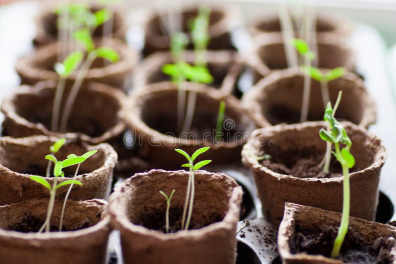 The First Spring Sprout is a Non-opening Bud Stock Image - Image of ...