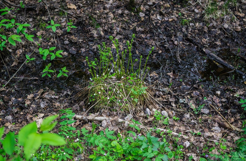 The First Greenery and Flowers in the Swamp in Spring. Stock Photo ...