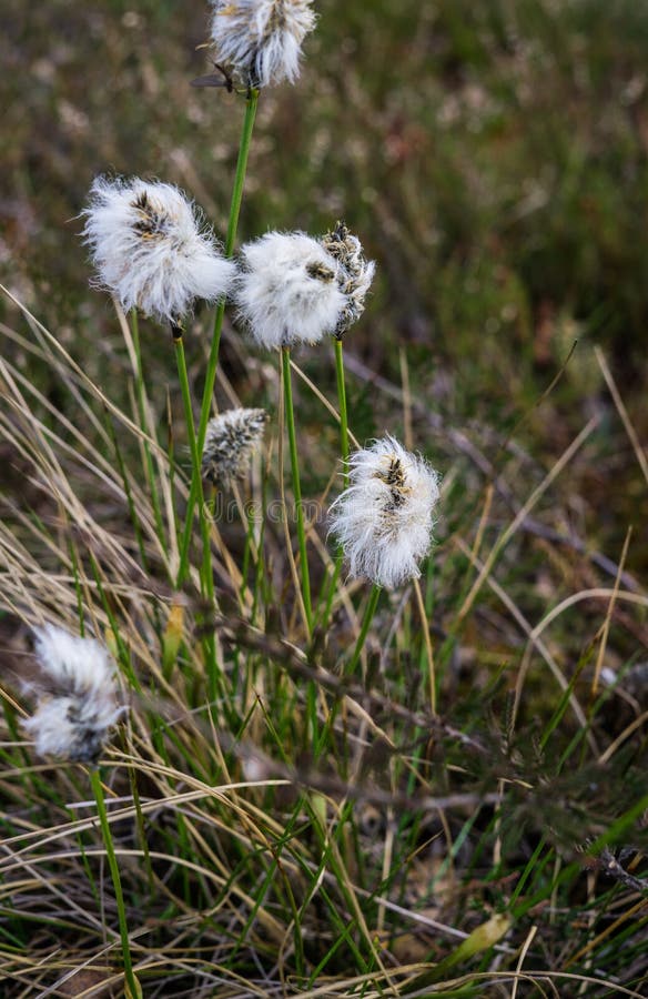 The First Greenery and Flowers in the Swamp in Spring. Stock Image ...