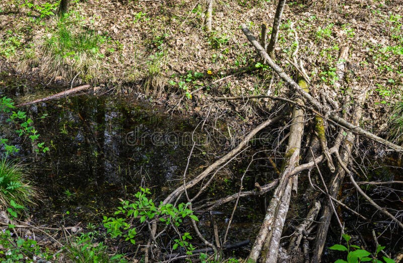 The First Greenery and Flowers in the Swamp in Spring. Stock Photo ...