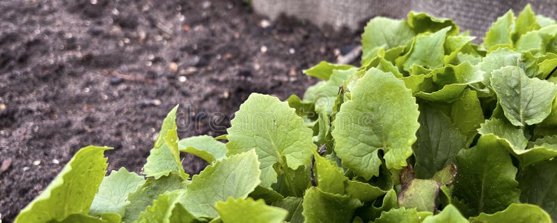 The First Greenery in the Garden in Early Spring Stock Image - Image of ...
