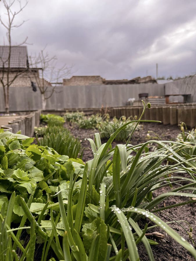 The First Greenery in the Garden in Early Spring Stock Image - Image of ...