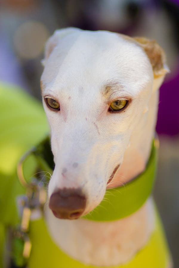 First greyhound corridor stock photo. Image of domestic - 153932886