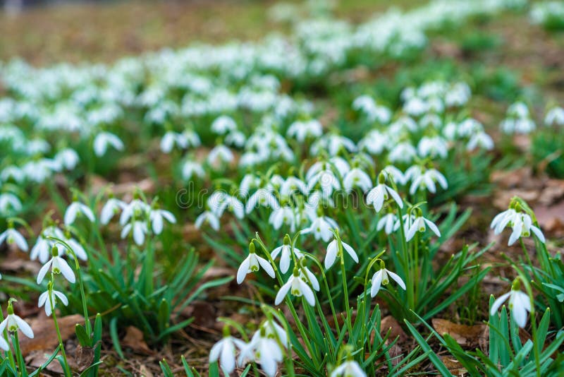 The First Growing Spring Flowers Stock Image - Image of group, blossom ...