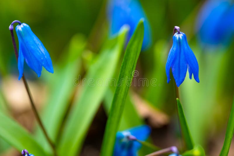 The First Growing Spring Flowers Stock Photo - Image of fresh, flowers ...