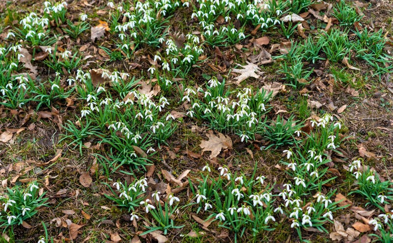 The First Growing Spring Flowers Stock Photo - Image of flower, growth ...