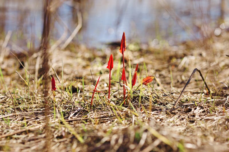 The First Growth of Spring Grass. Springtime Flowering and the ...