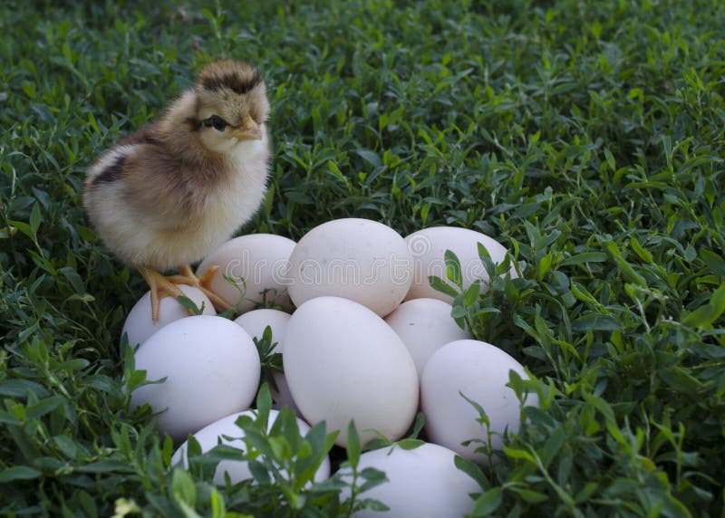 Baby Chick And Brown Egg Picture. Image: 2742927