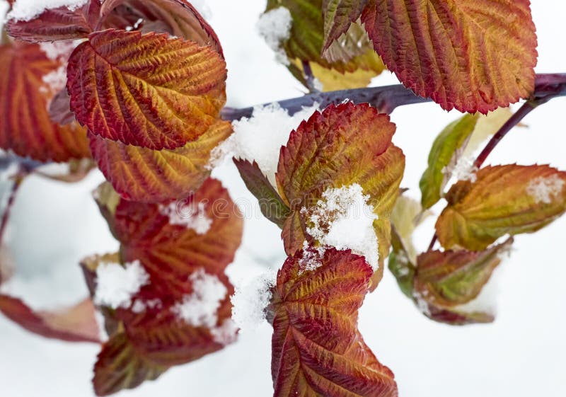 The First Heavy Snow on the Branches of the Bushes. Stock Photo - Image ...