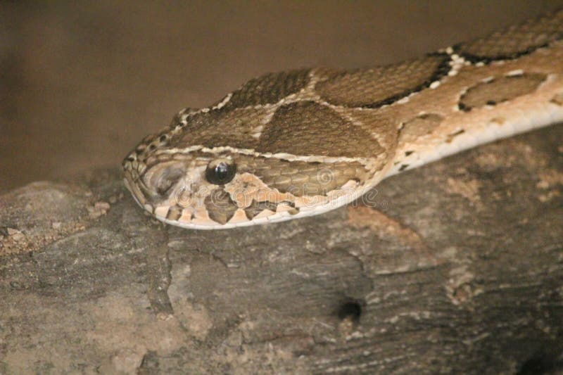 Close-up of a Venomous Snake Resting on a Log in Its Natural Habitat ...