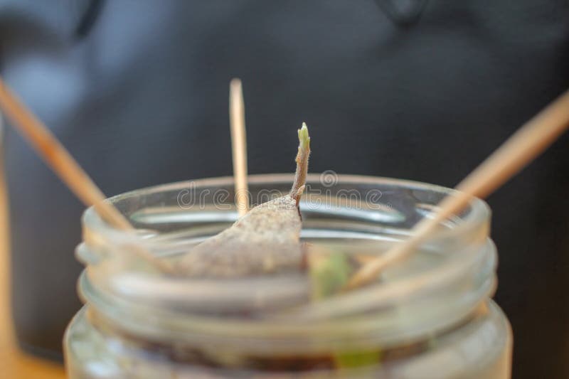 Avocado Tree First Fruit Growing Stock Photos - Free & Royalty-Free ...