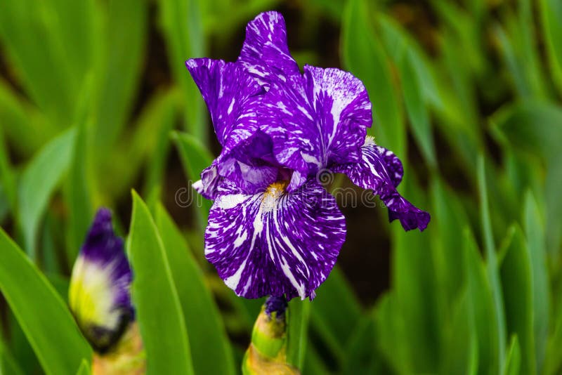 The First Iris Bloom of the Season Stock Photo - Image of purple, blue ...