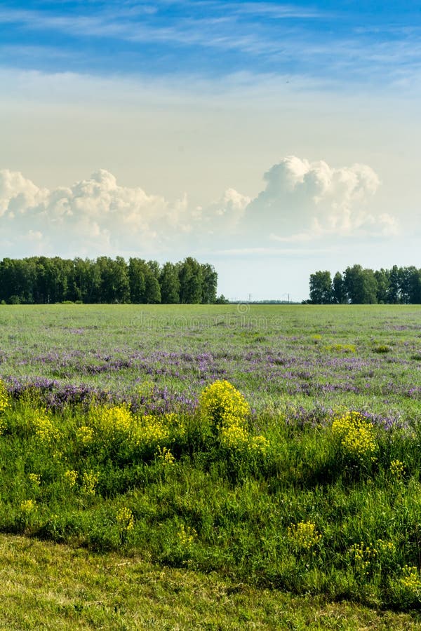 Field in June stock image. Image of clear, grass, nature - 104119997