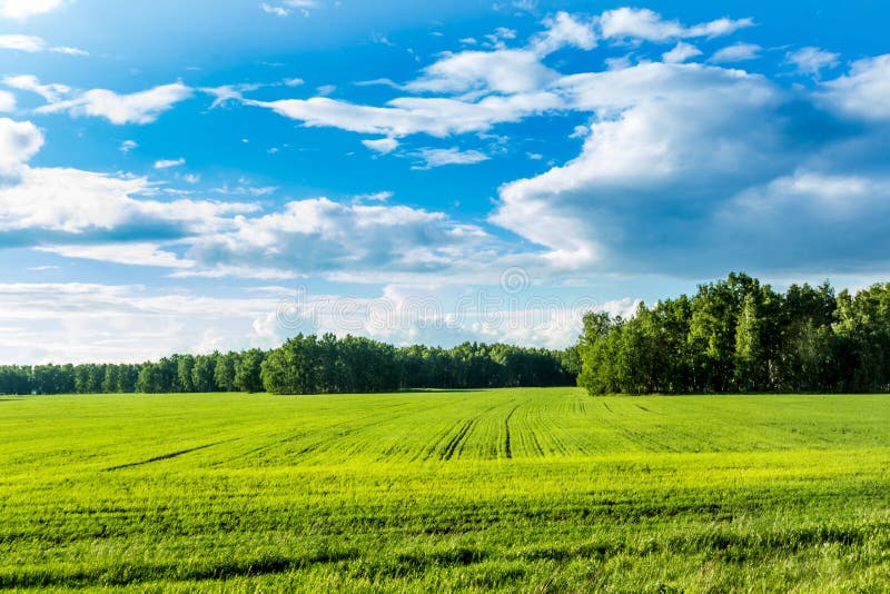 Field in June stock photo. Image of nature, flowers - 104120038