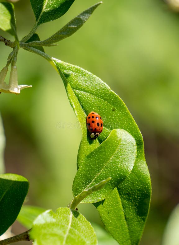 First ladybug of Spring stock image. Image of insect - 209949387