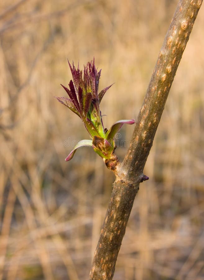 First leaf stock photo. Image of season, nature, tree - 14145196