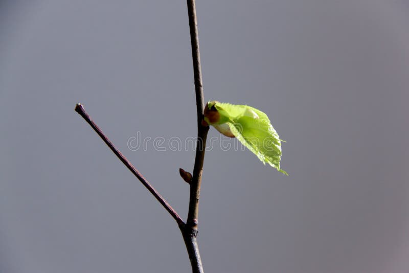 First Leaf Picture. Image: 19438125