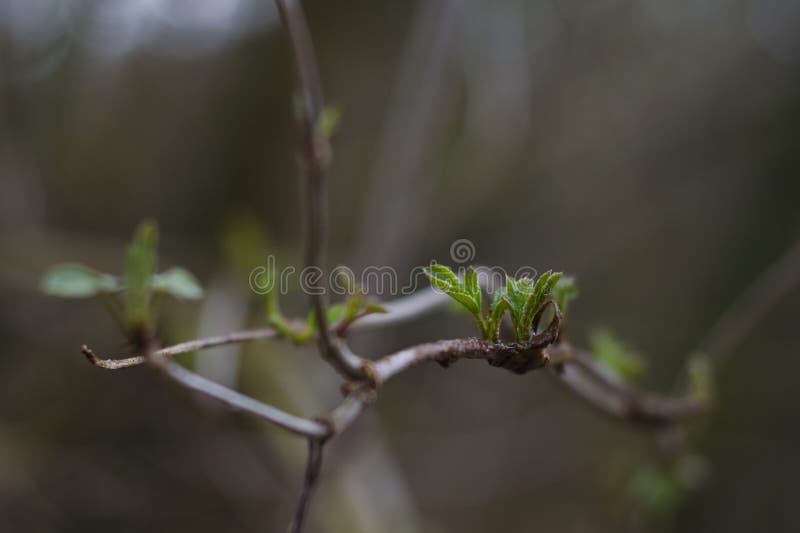 The first leaf stock image. Image of volyn, branch, branches - 96640977
