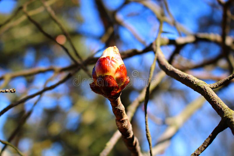 First Leaf Buds on Young Branches of a Chestnut Tree in Early Spring on ...