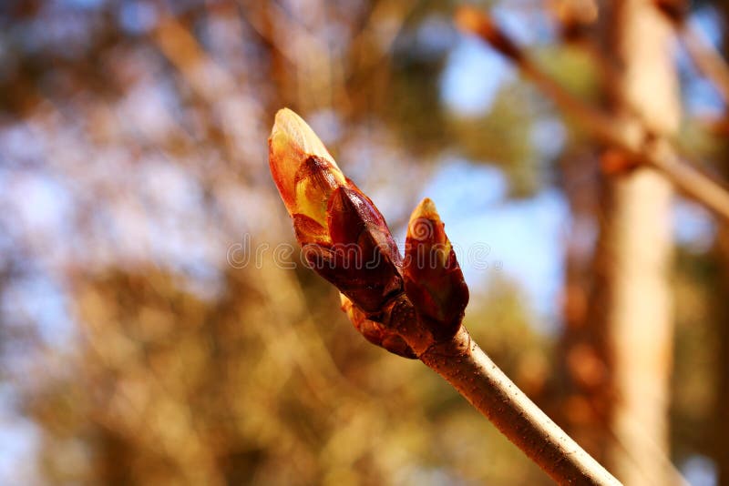 First Leaf Buds on Young Branches of a Chestnut Tree in Early Spring on ...
