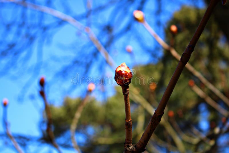 First Leaf Buds on Young Branches of a Chestnut Tree in Early Spring on ...