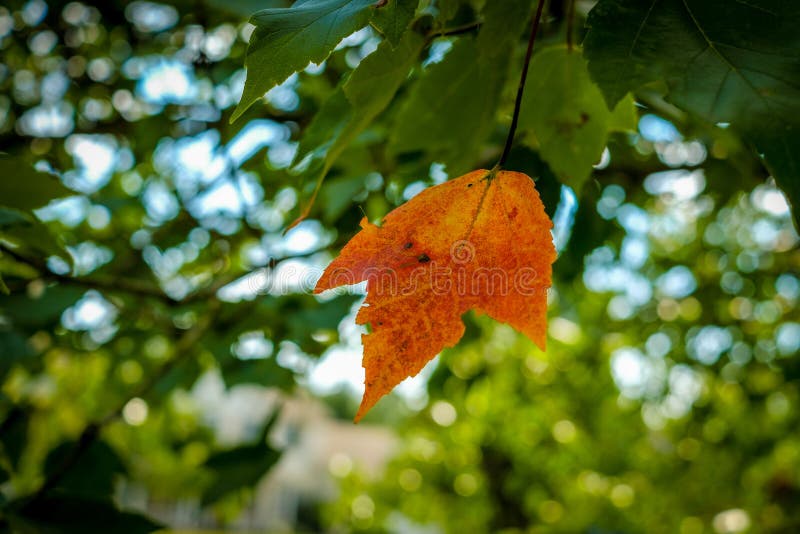 One Orange Leaf on a Green Maple Tree Stock Photo - Image of autumn ...