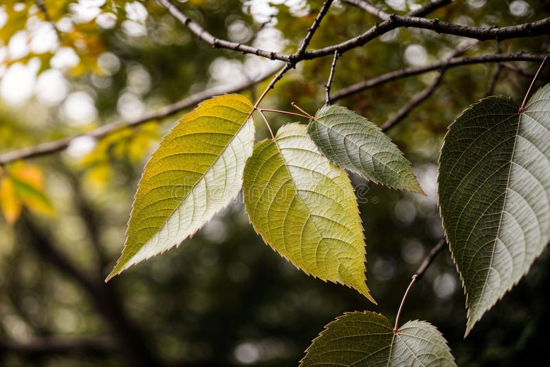 The First Leaf Falling from a Tree Signaling the End of Summer Stock ...