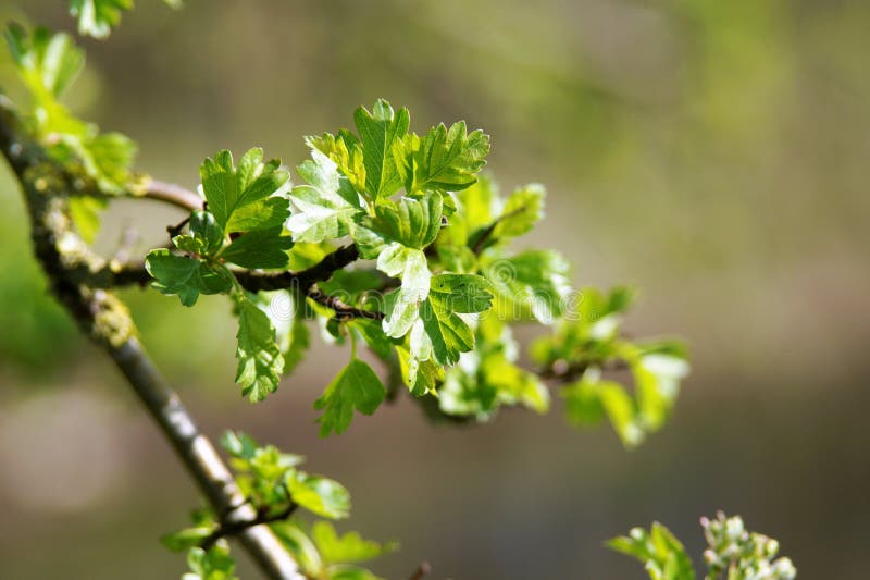 First leafs in spring stock image. Image of blossoms - 89691291