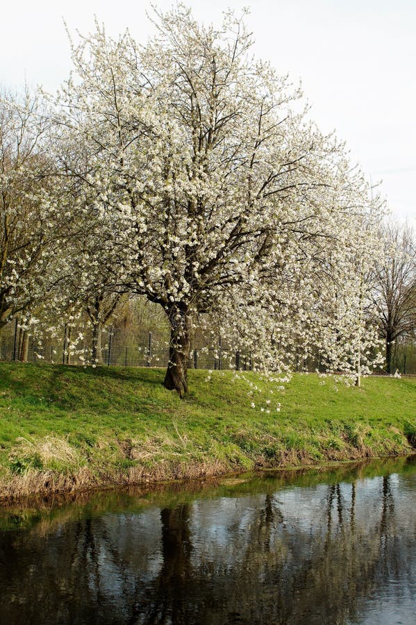 First Leafs in Spring at River Niers Stock Image - Image of april ...