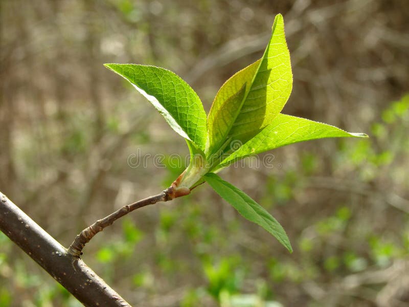First leaves stock photo. Image of young, early, green - 13846694