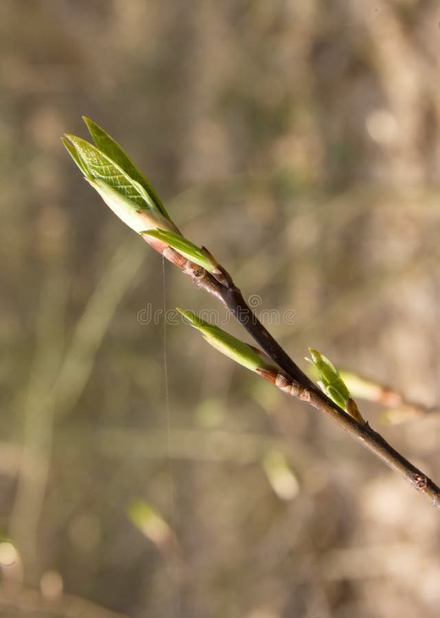 First leaves stock image. Image of green, nature, spring - 13978879