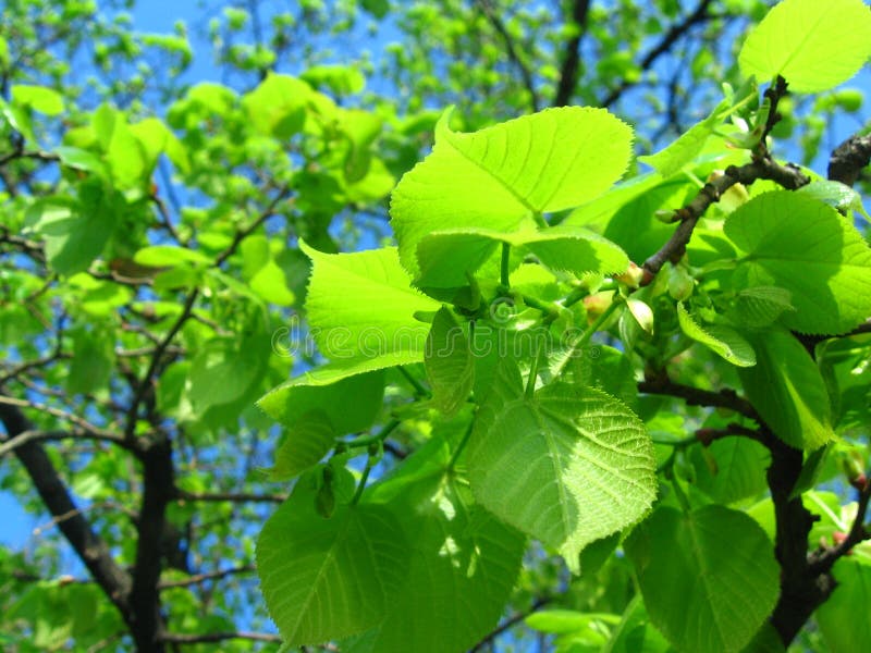 First leaves stock photo. Image of wallpapers, leave, spring - 659932