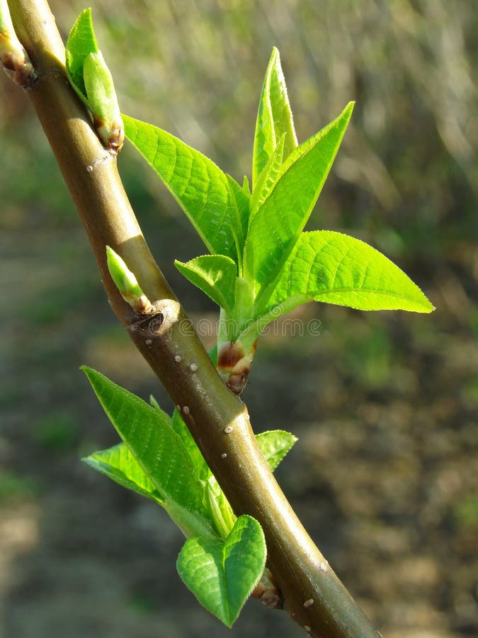The First Leaves and Buds of Syringa in Spring. the Buds of Lilac ...