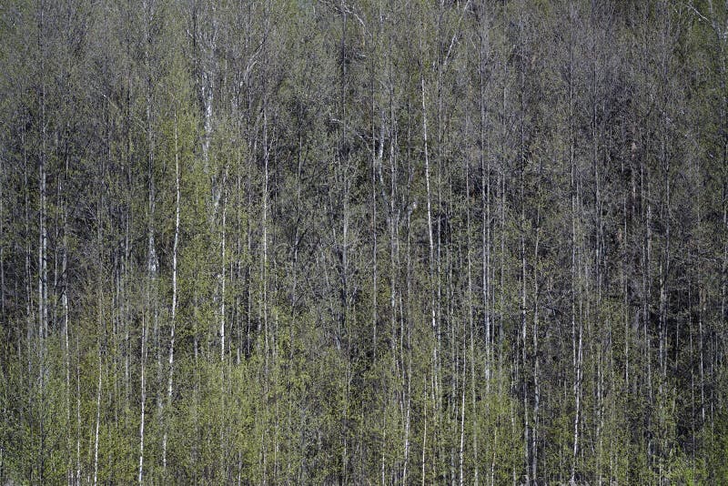 The First Leaves Appear in Spring in May on the Branches of Trees in ...