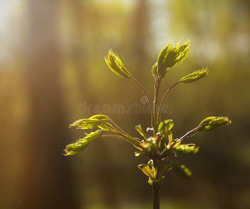 The First Leaves on a Branch of Mountain Ash in the Spring Forest Stock ...