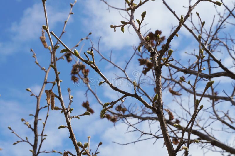 First Leaves Beginning To Grow on the Tree in Spring Stock Image ...