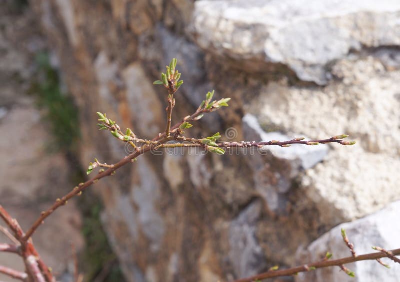 First Leaves Beginning To Grow on the Tree in Spring Stock Photo ...