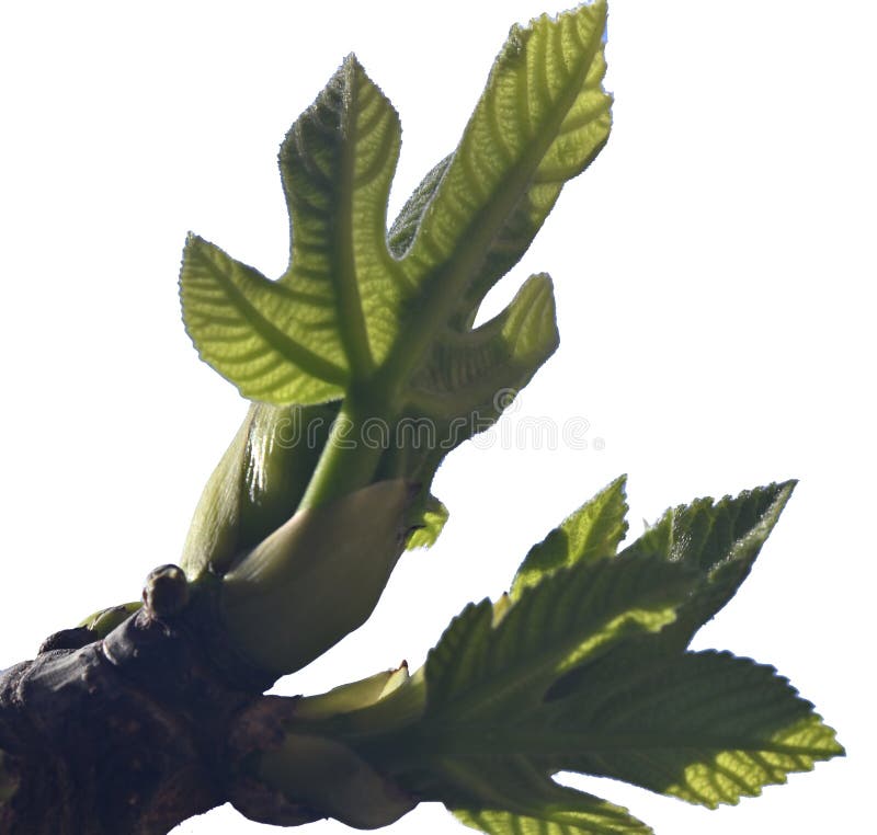First leaves on a branch stock image. Image of leaves - 142444937