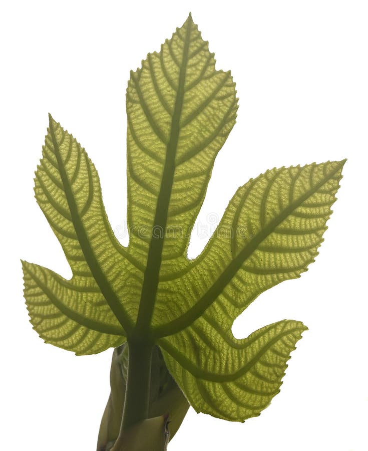 First leaves on a branch stock photo. Image of branch - 142800200