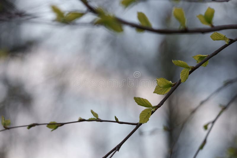 First Leaves on a Branch in Spring Close Up Stock Photo - Image of ...
