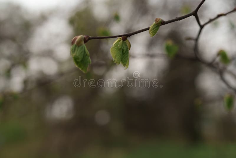 First Leaves on a Branch in Spring Close Up Stock Image - Image of ...