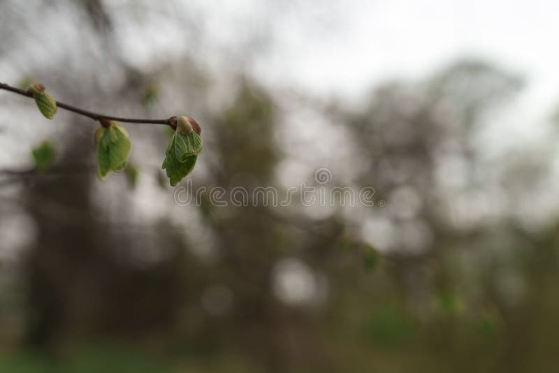 First Leaves on a Branch in Spring Close Up Stock Image - Image of ...