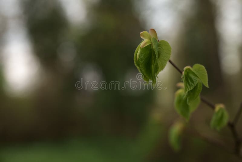 First Leaves on a Branch in Spring Close Up Stock Image - Image of ...