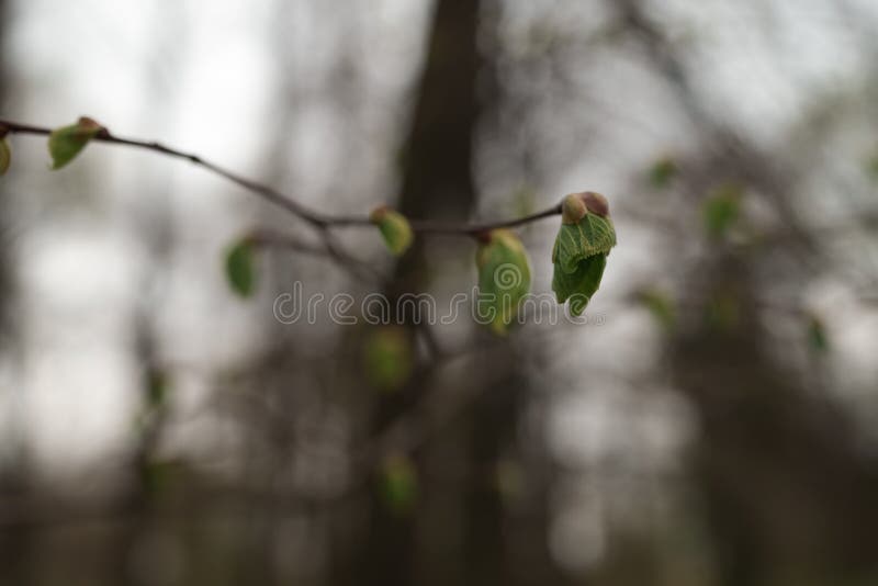 First Leaves on a Branch in Spring Close Up Stock Photo - Image of ...